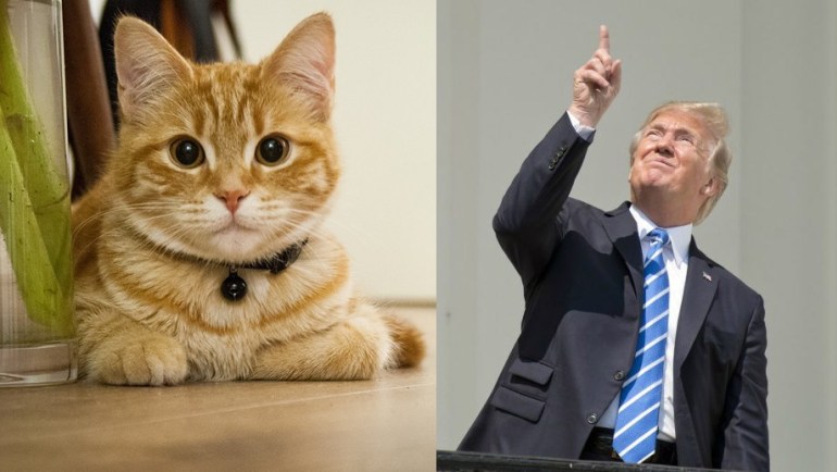 This Cat 'Pretty Sure' He'd Be a Better President Than Donald Trump ...
